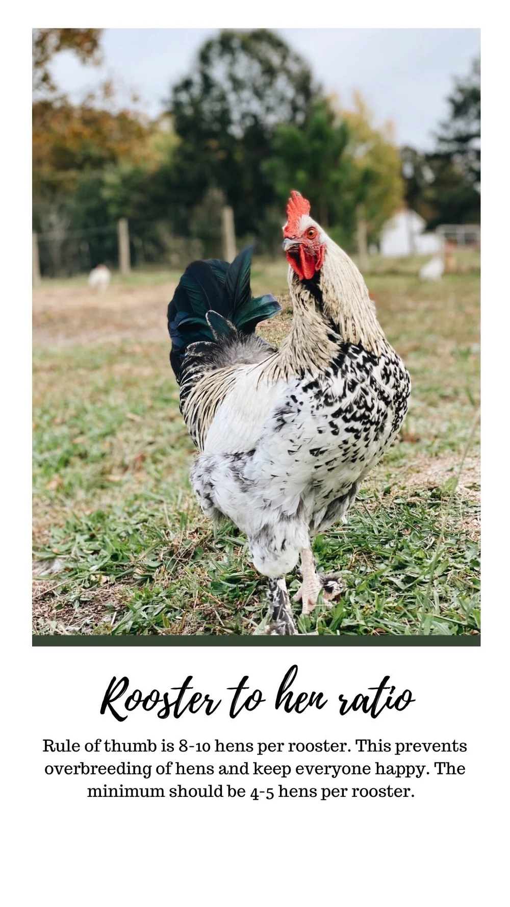 All about Roosters!
