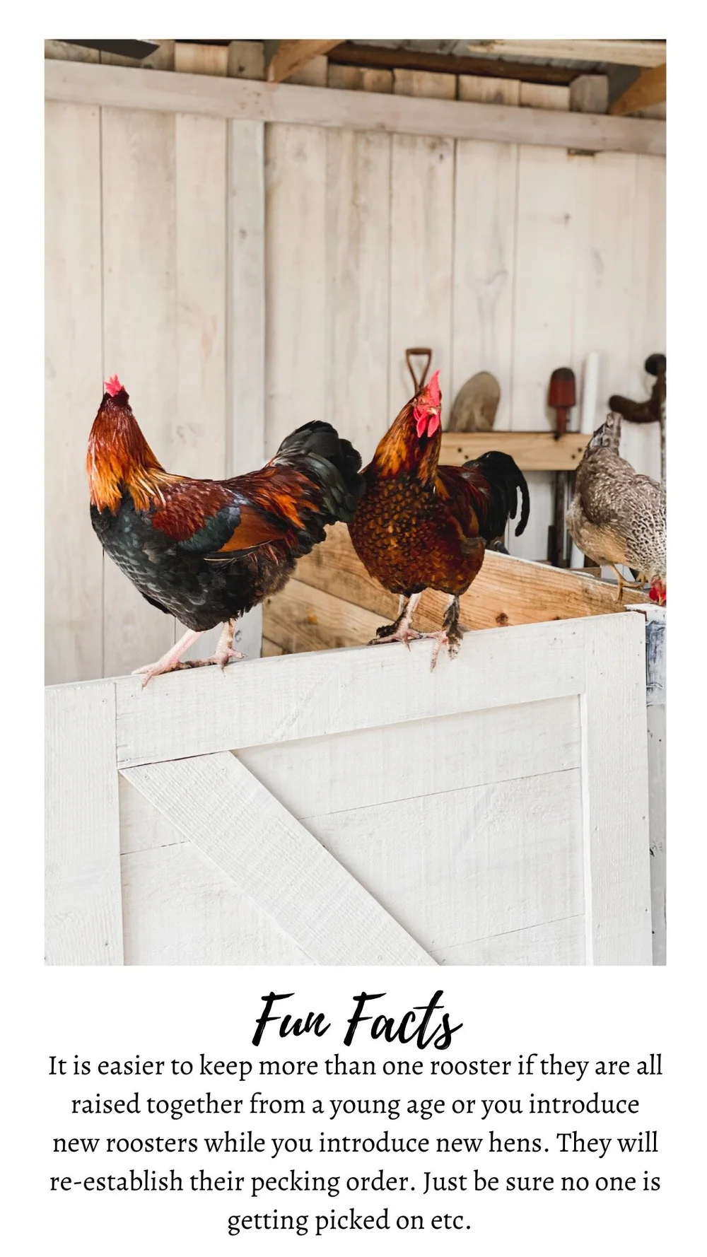 All about Roosters!