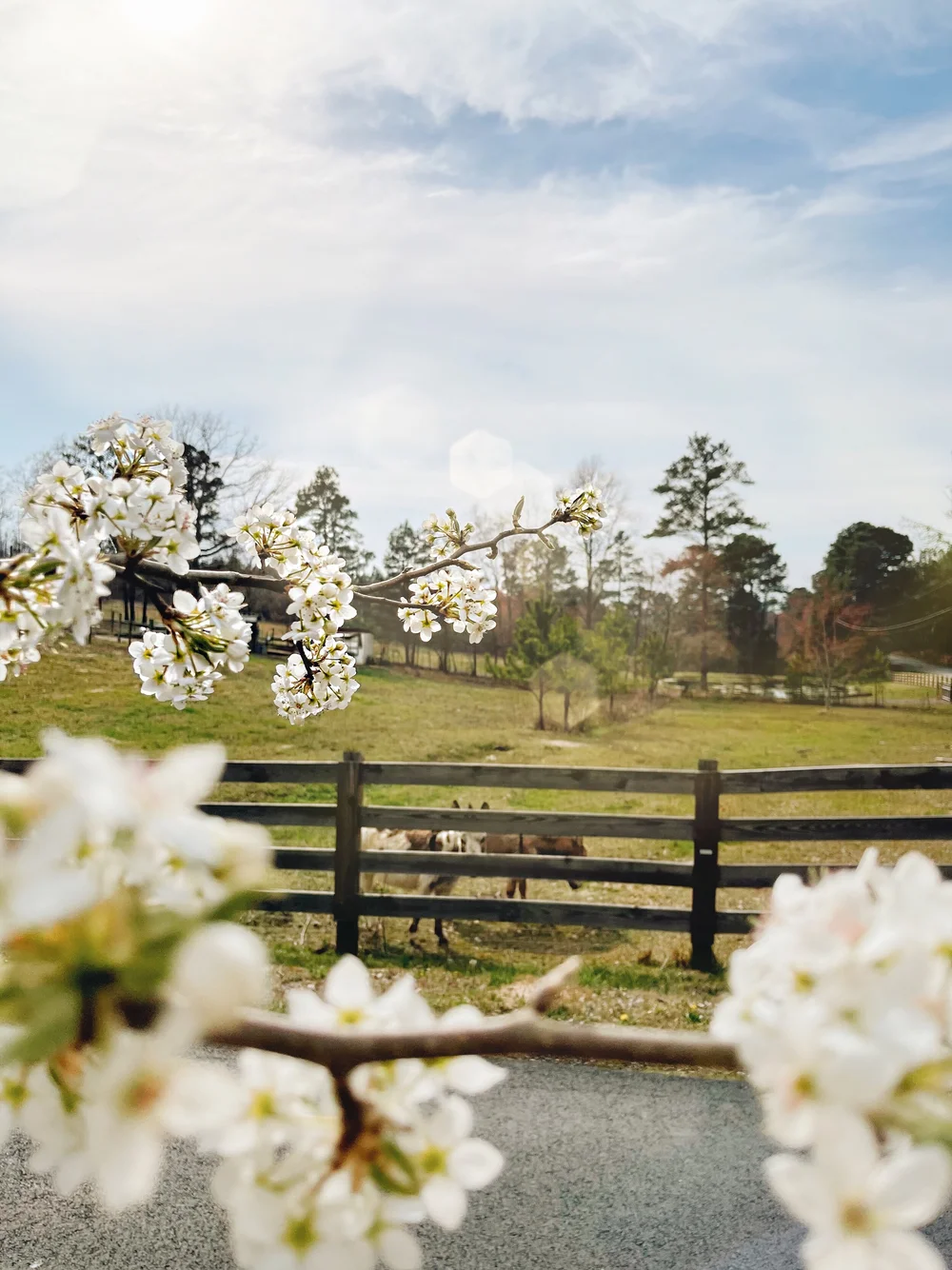 Spring around the farm and Nest Designs
