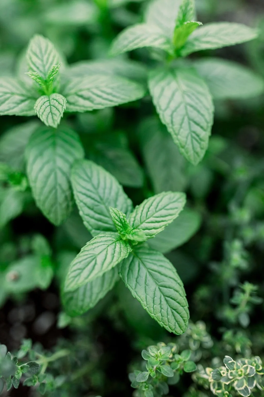 Home Living Mint Plant Live Fresh 4 Pot Outdoor Gardening Indoor
