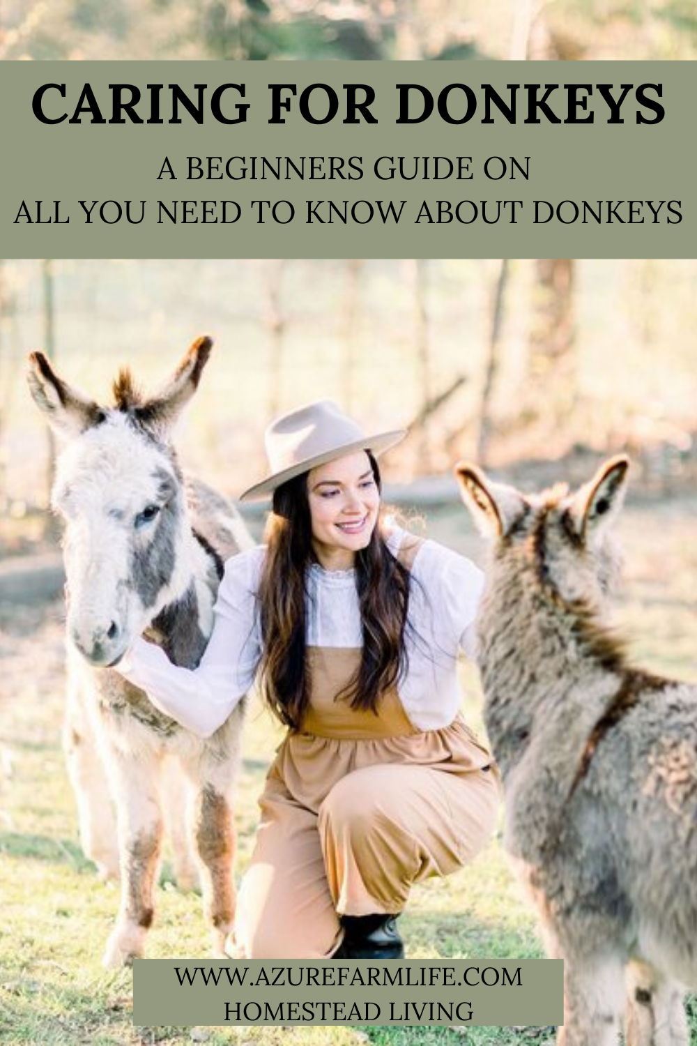 A beginners guide to caring for donkeys - all you need to know - Azure Farm