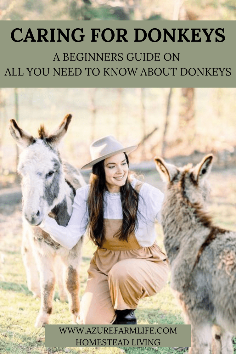 A beginners guide to caring for donkeys - all you need to know - Azure Farm