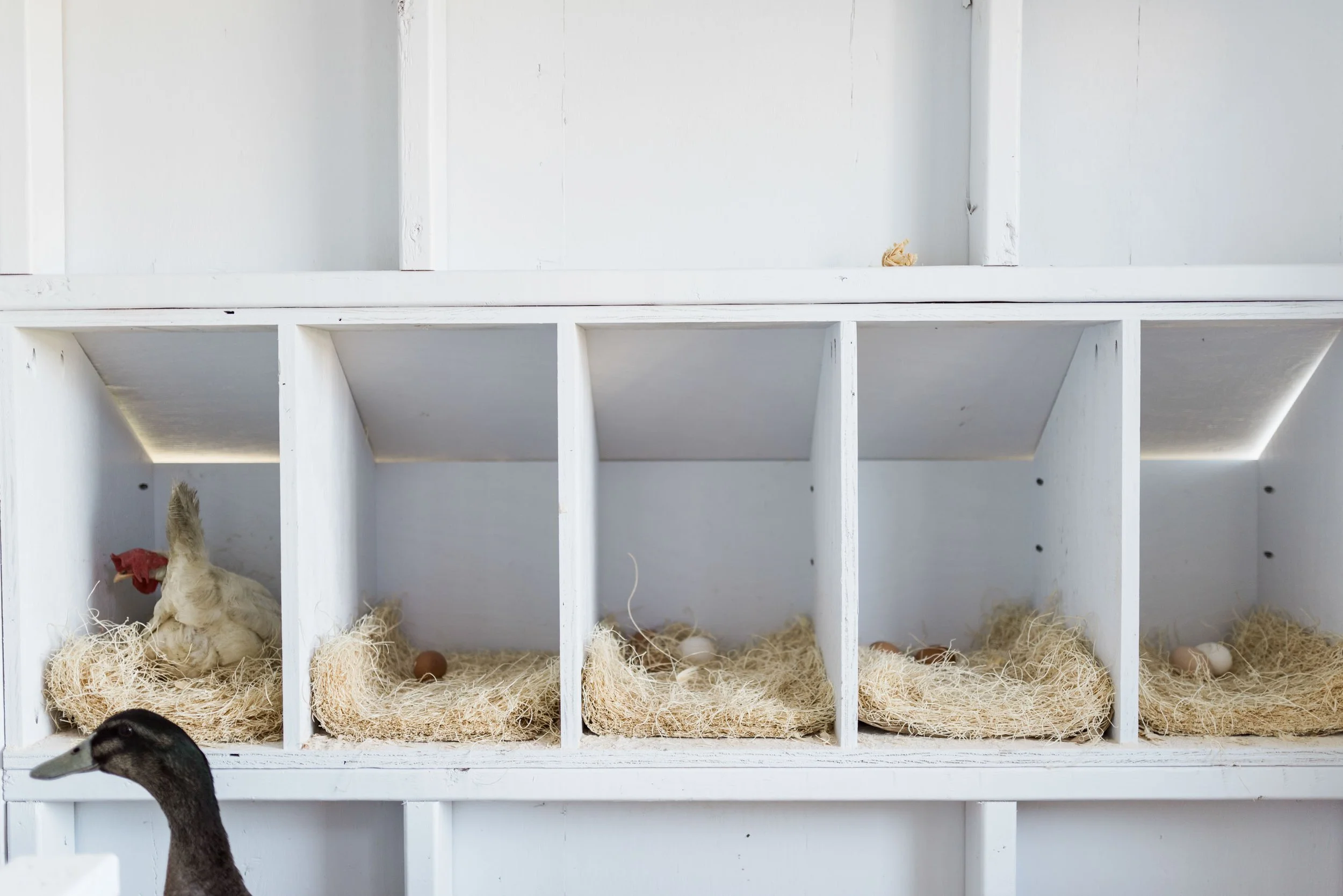 ABOUT | Homesteading