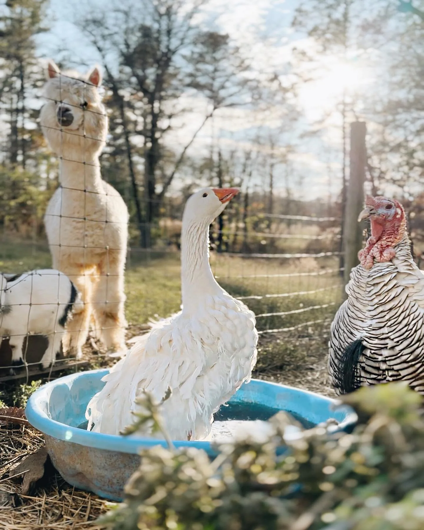 How to Grow Delicious Blueberries - Azure Farm