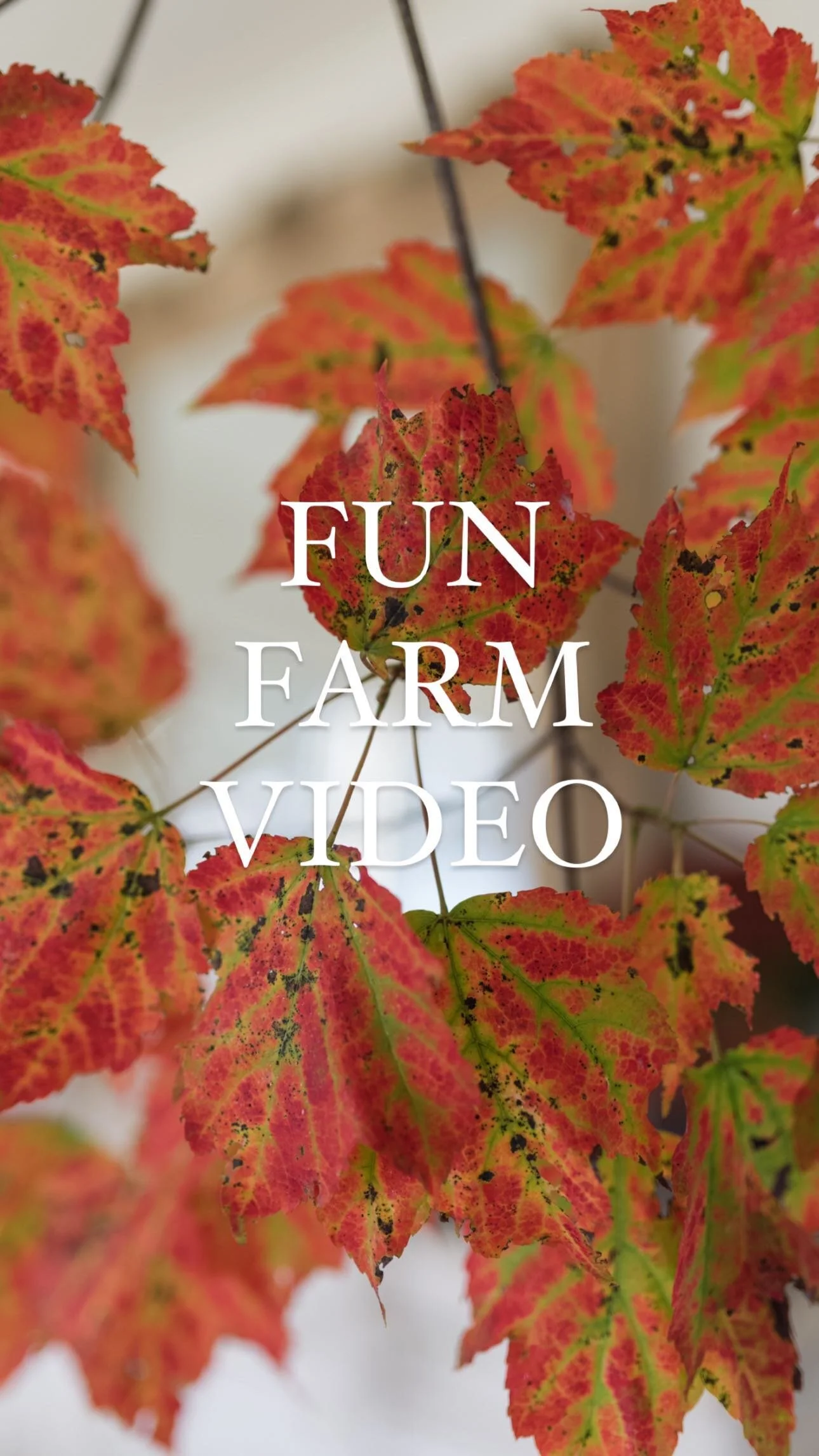 A Complete Guide To Growing Your Own Mint - Azure Farm