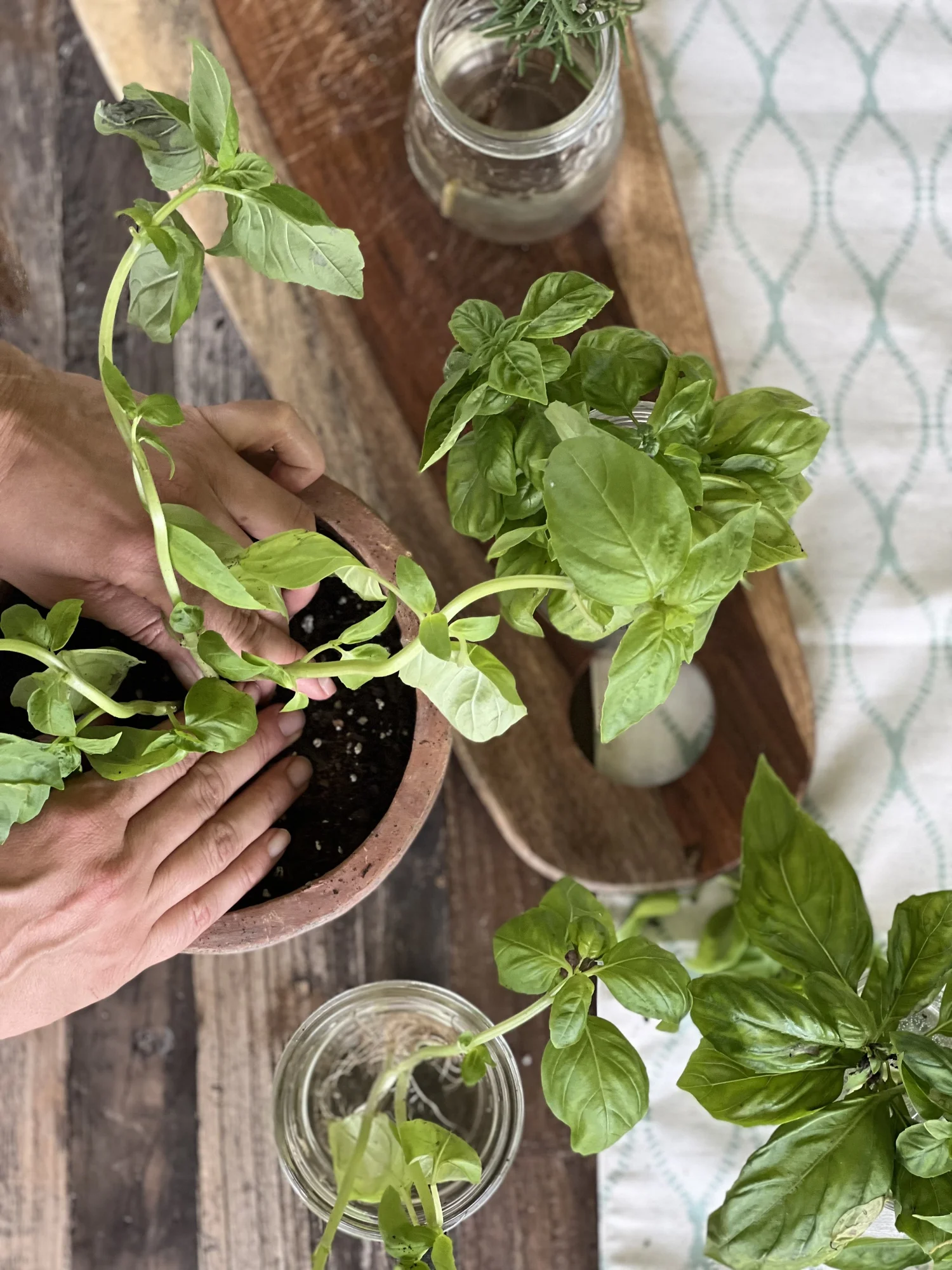 Easily Grow Your Own Basil With These Tips!