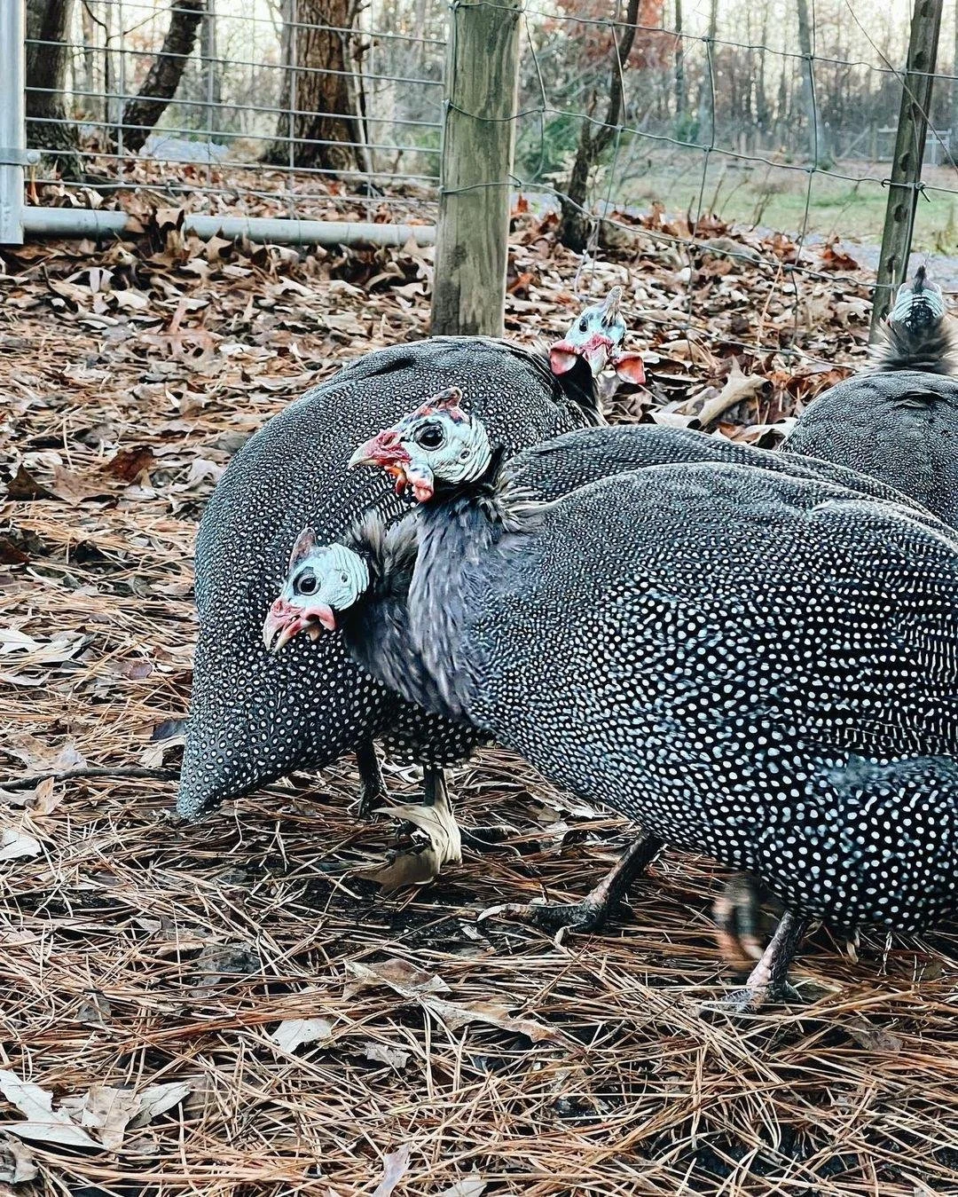 A Beginner’s Guide To Raising Guinea Fowl