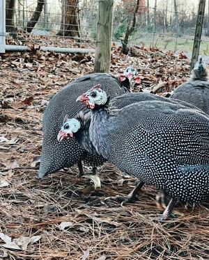 A Beginner’s Guide To Raising Guinea Fowl - The Essentials You Need to ...