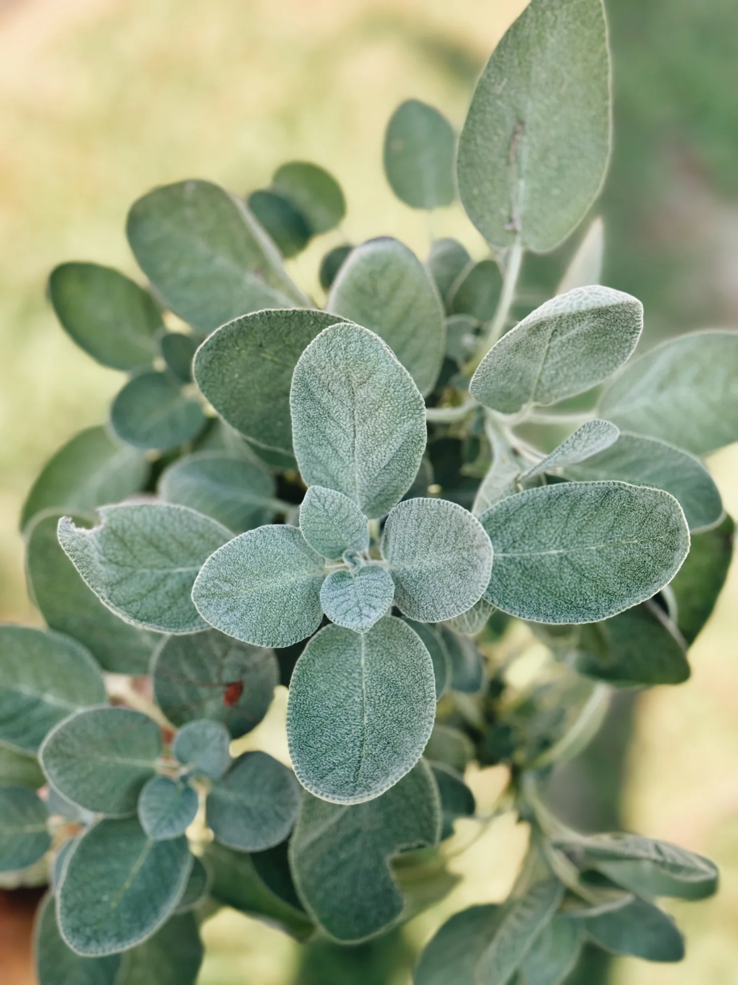 Your Guide To Growing Sage - A Hardy, Perennial Herb
