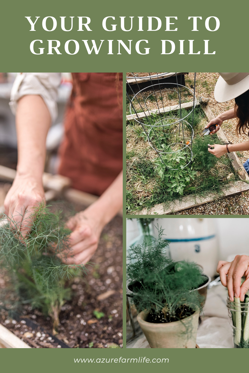 Growing Dill: A Fresh Addition to Your Garden
