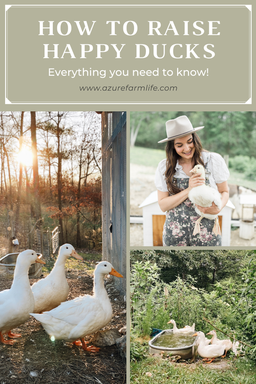 Everything You Need To Know On How To Raise Happy Ducks!
