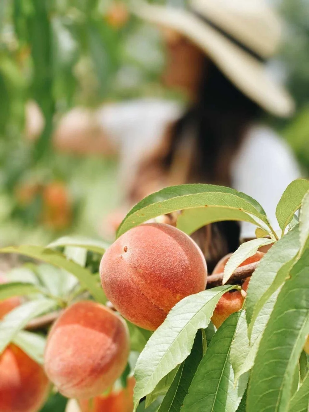 How To Grow Your Own Peach Trees: A Comprehensive Guide!