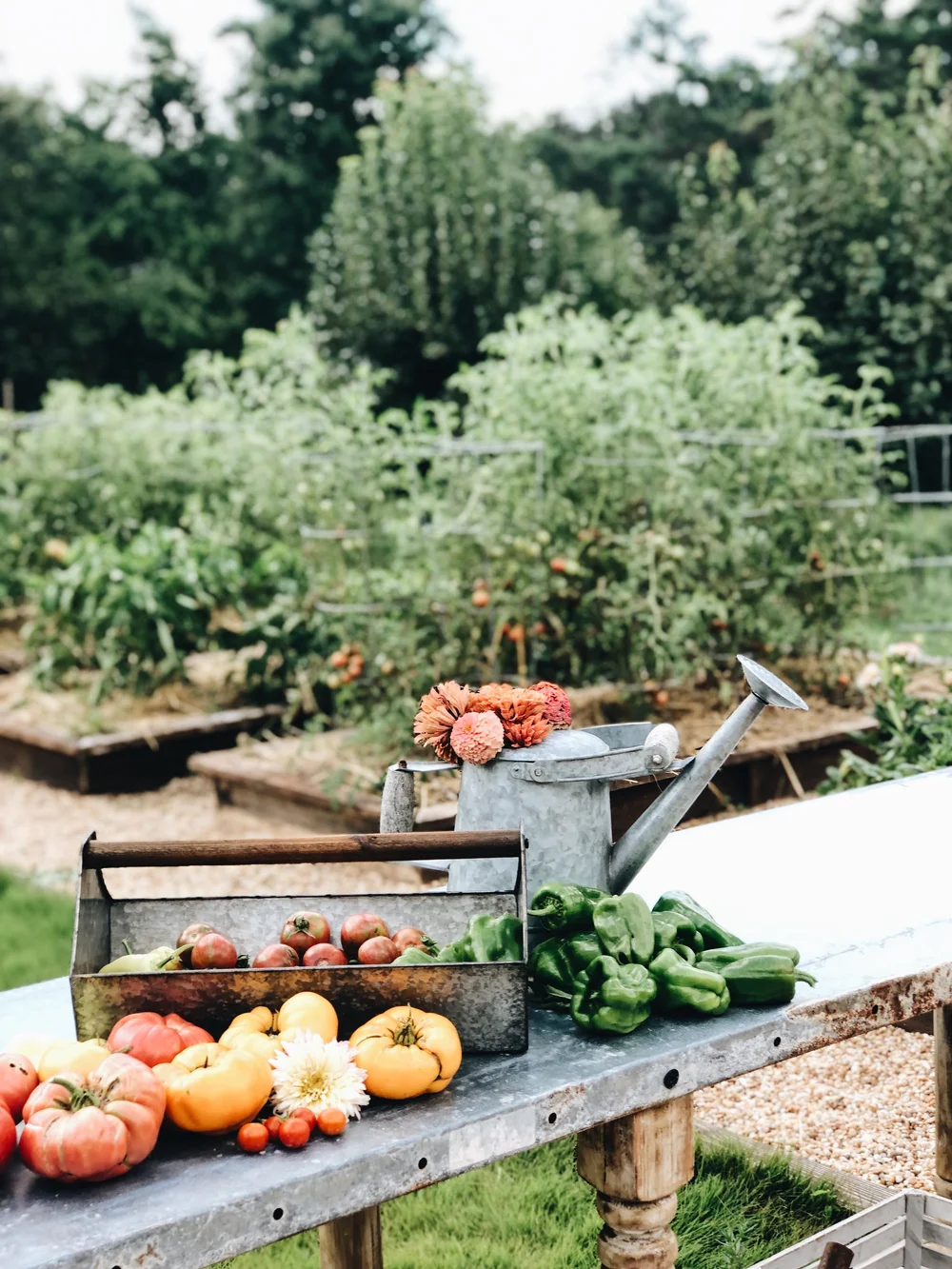 Easy Grow Summer Veggies for Your Garden