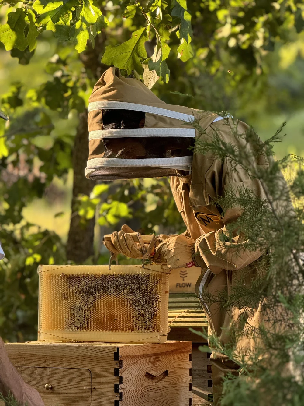 An Intro to Beekeeping: What We Have Learned!
