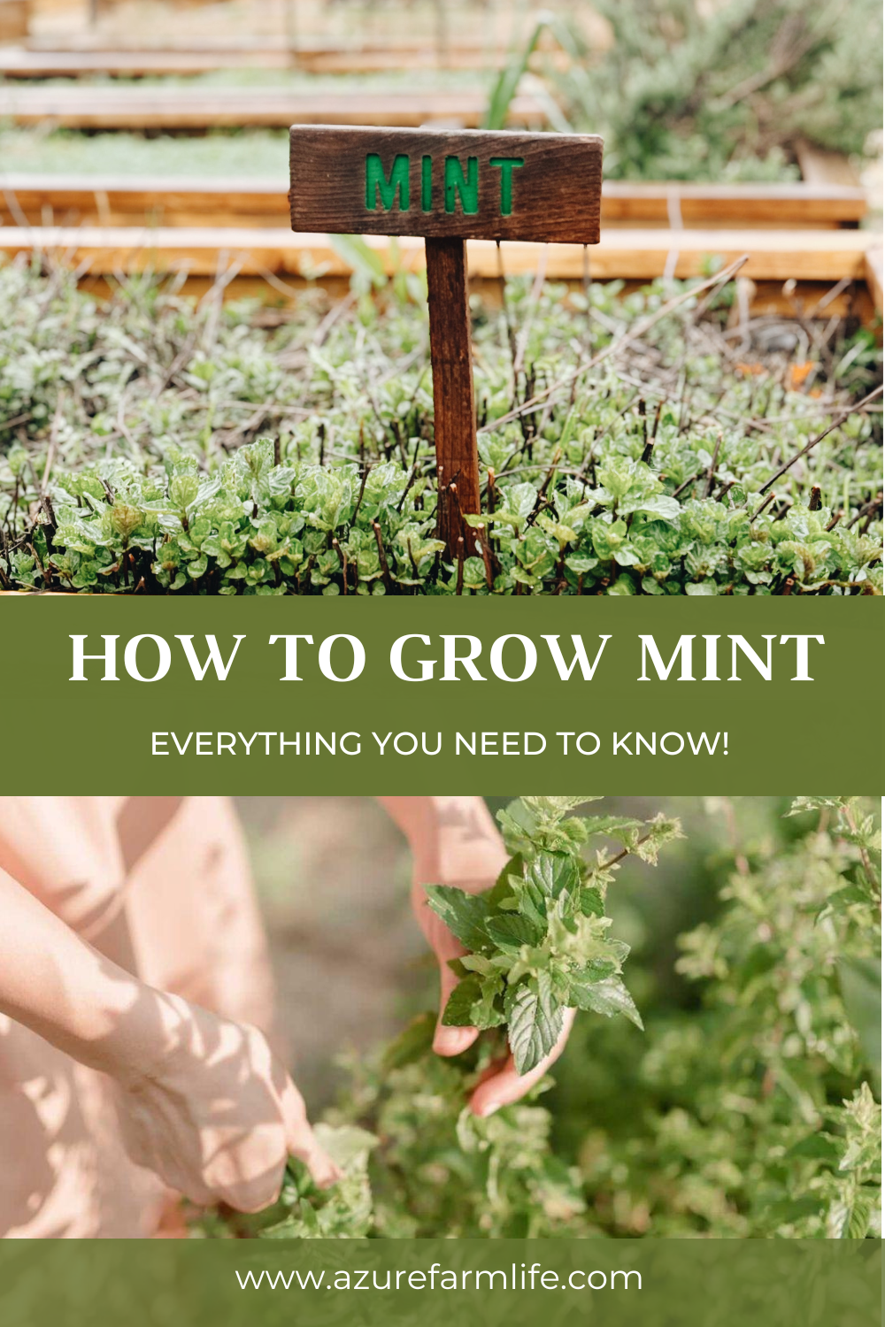 A Complete Guide To Growing Your Own Mint - Azure Farm