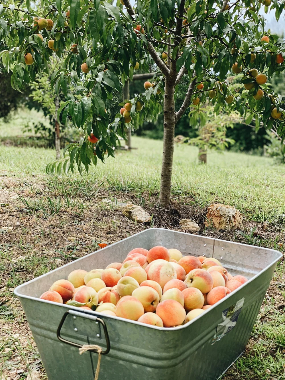 How To Grow Your Own Peach Trees: A Comprehensive Guide!