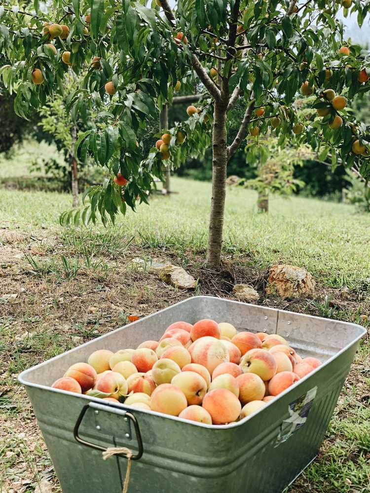 How To Grow Your Own Peach Trees: A Comprehensive Guide!