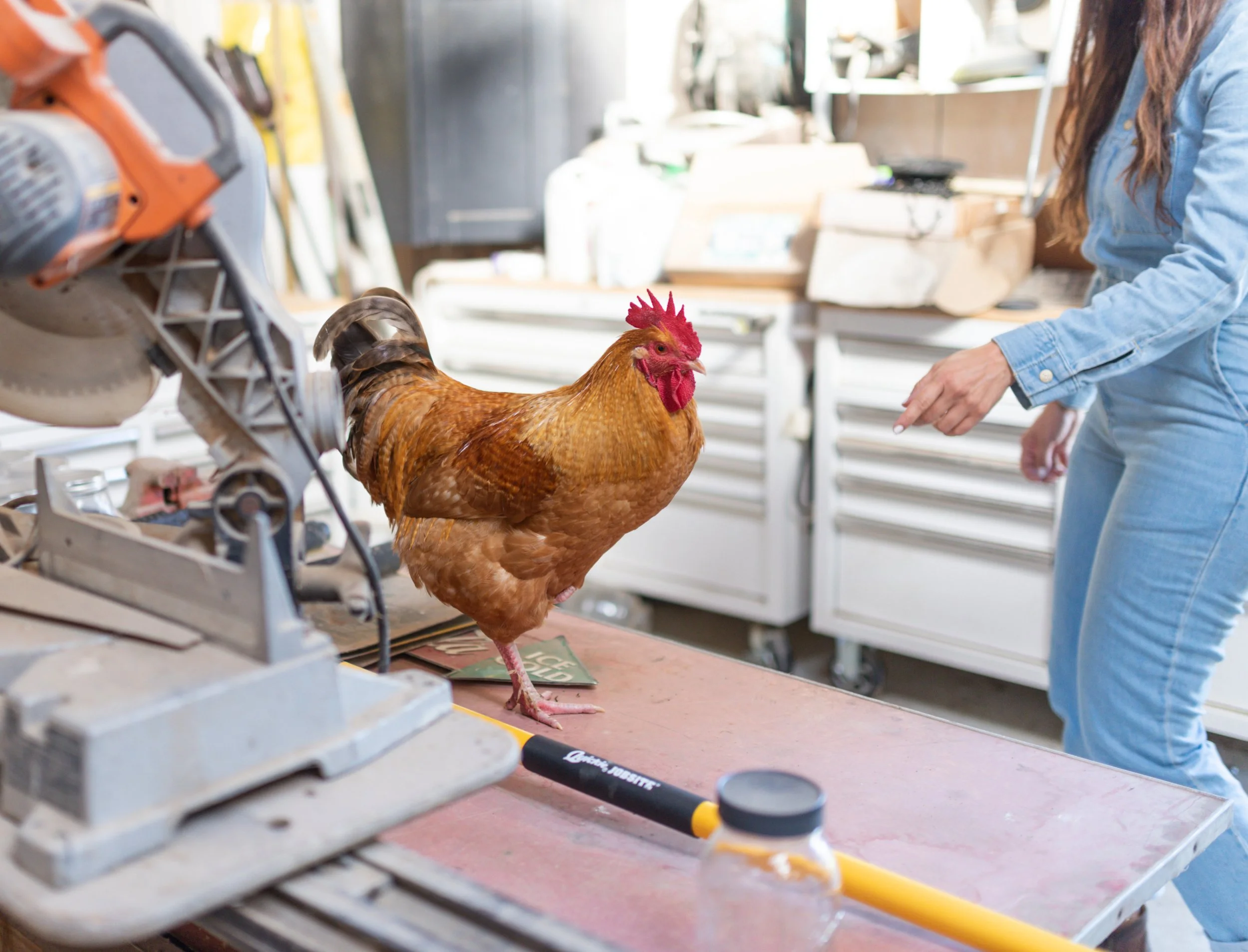 How To Clip Chicken Wings And All Your Wing-Clipping Questions Answered ...