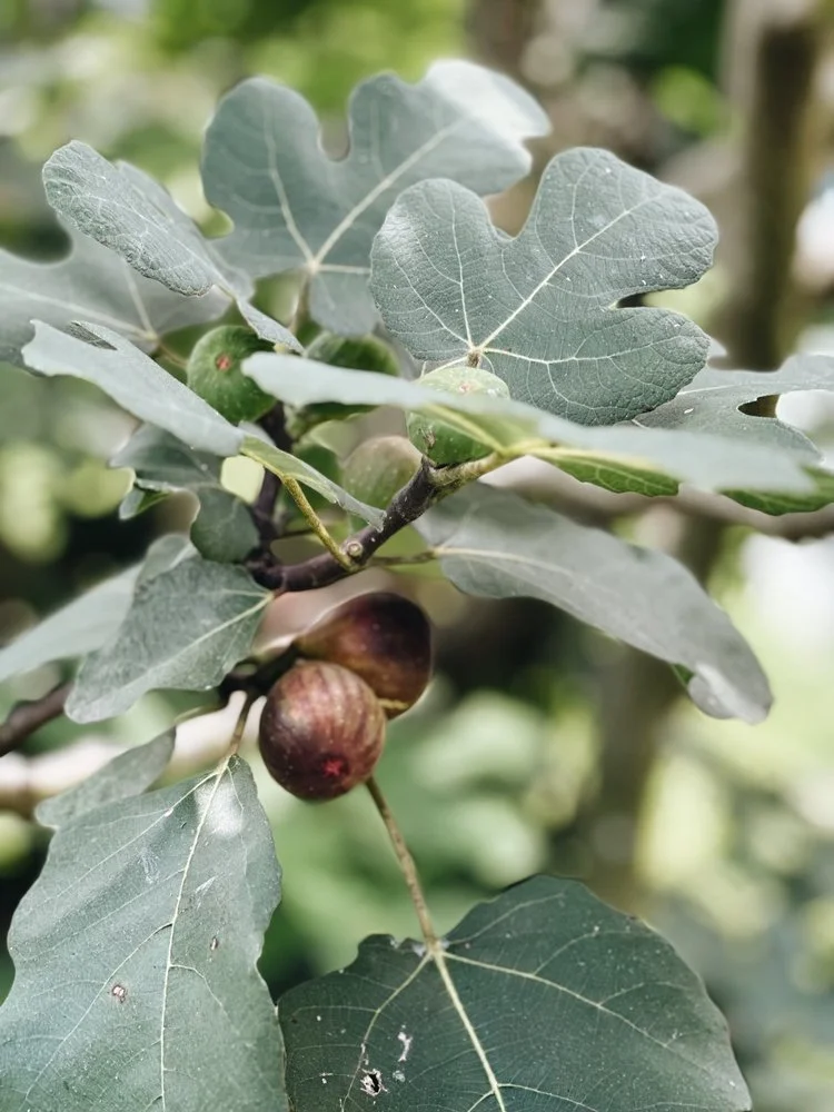A Beginner's Guide To Growing Figs: From Planting To Harvesting