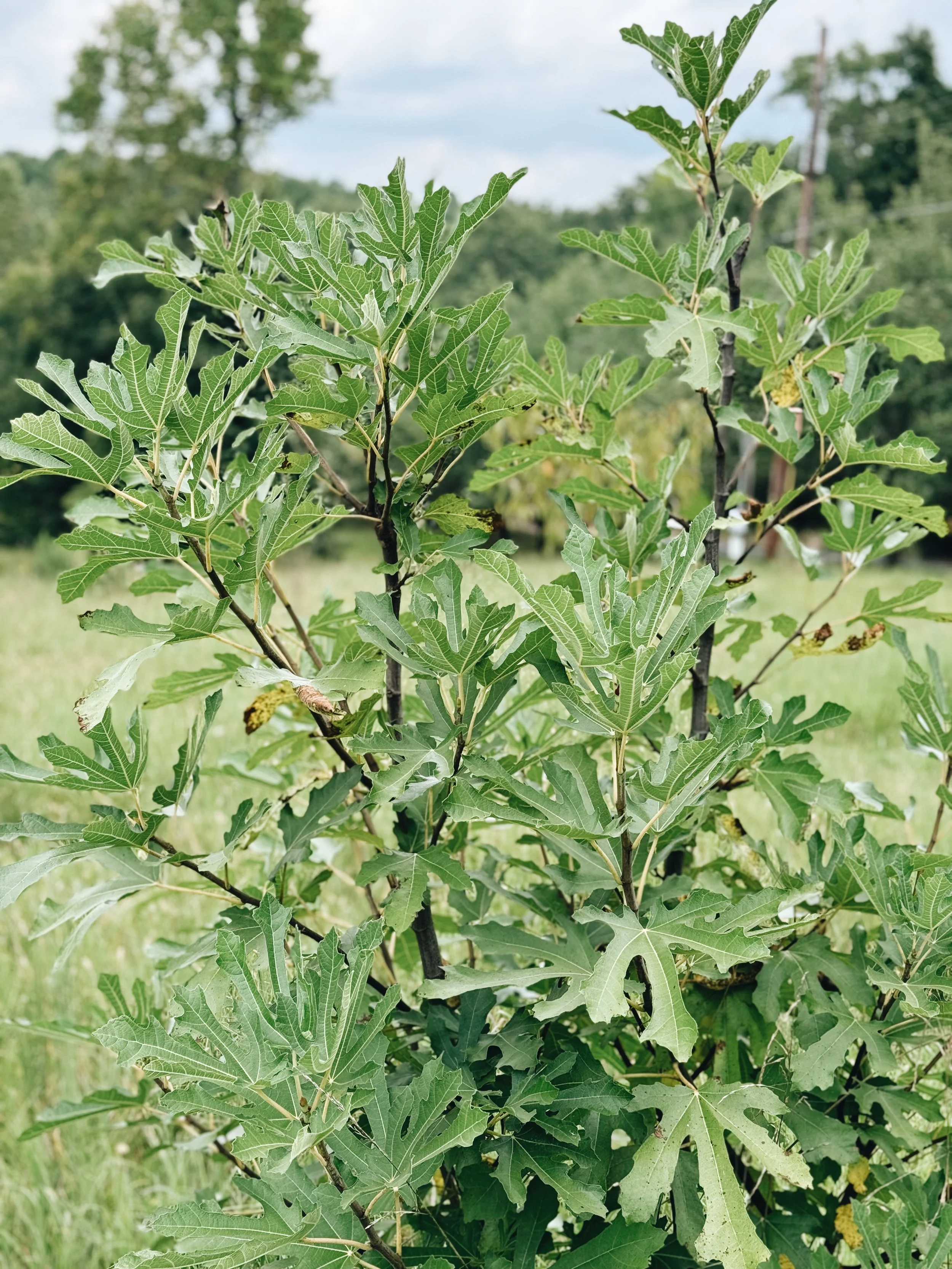 A Beginner's Guide To Growing Figs: From Planting To Harvesting