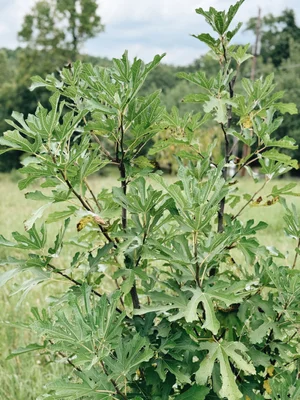 A Beginner's Guide To Growing Figs: From Planting To Harvesting