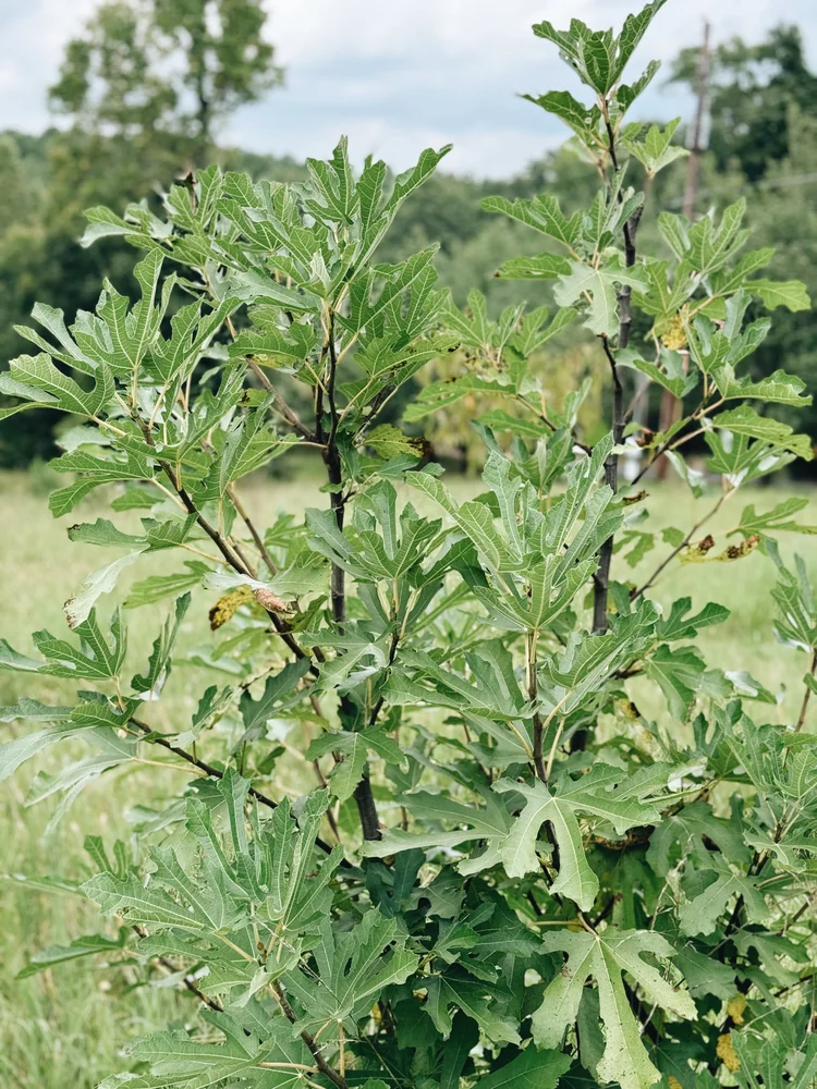 A Beginner's Guide To Growing Figs: From Planting To Harvesting