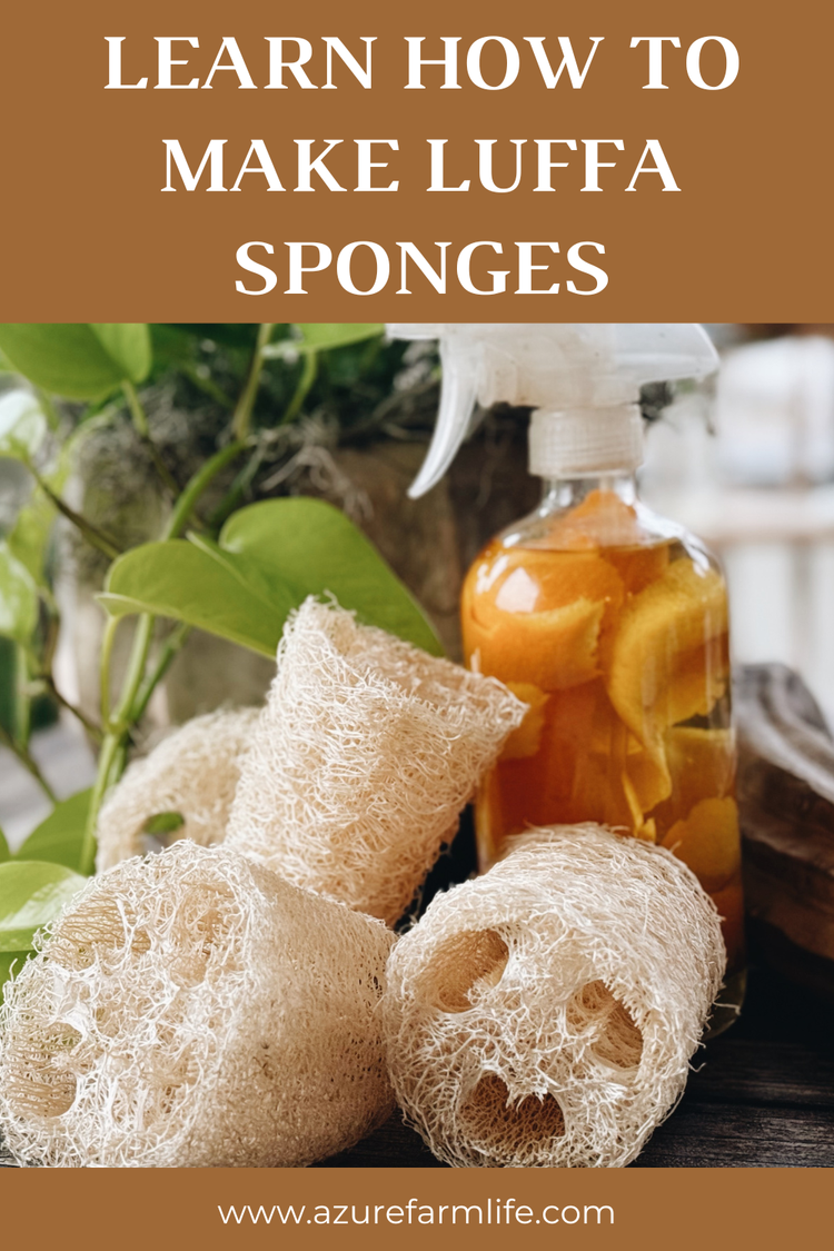 How To Grow and Make Your Own Luffa Sponges