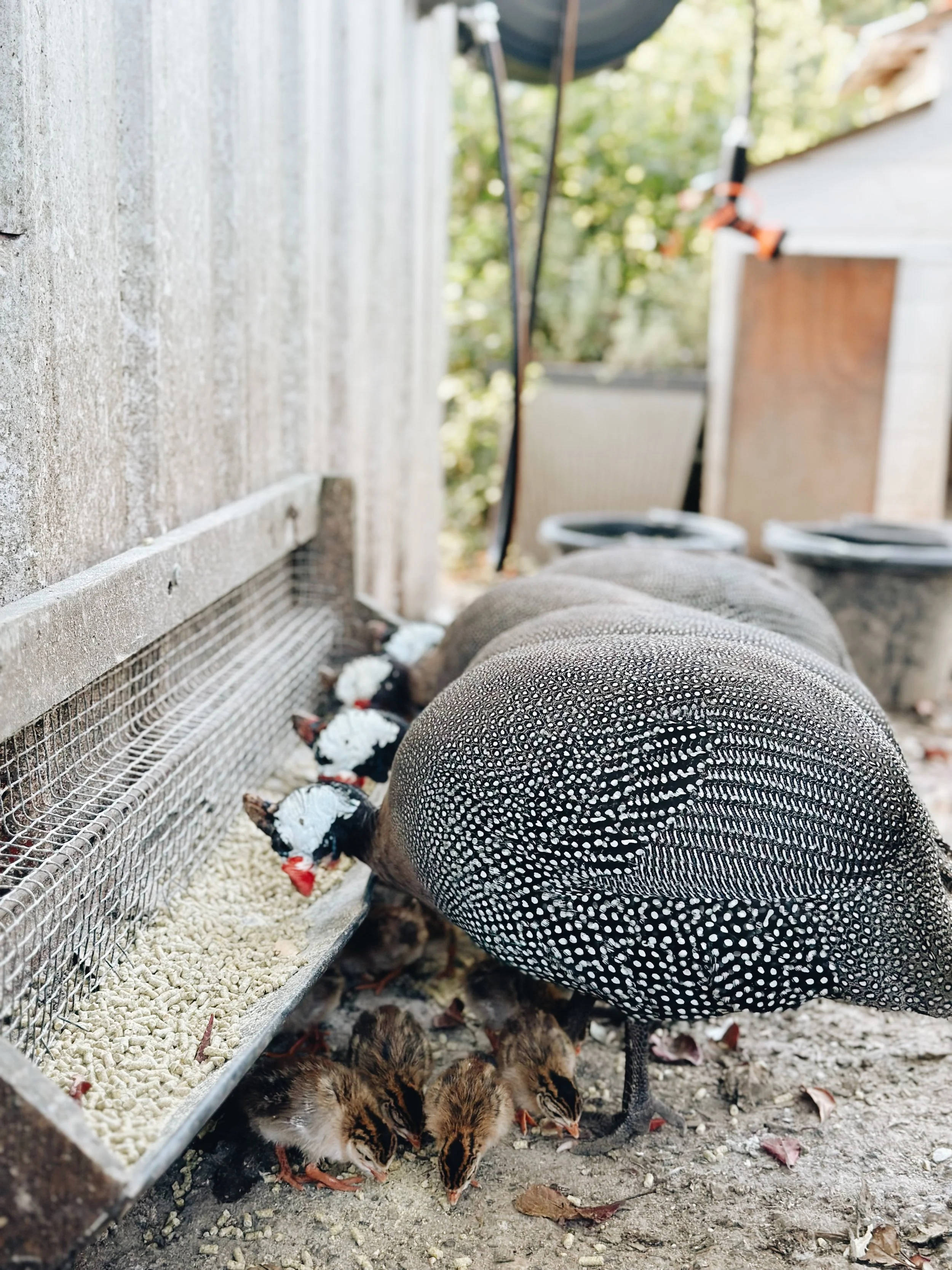 A Beginner’s Guide To Raising Guinea Fowl