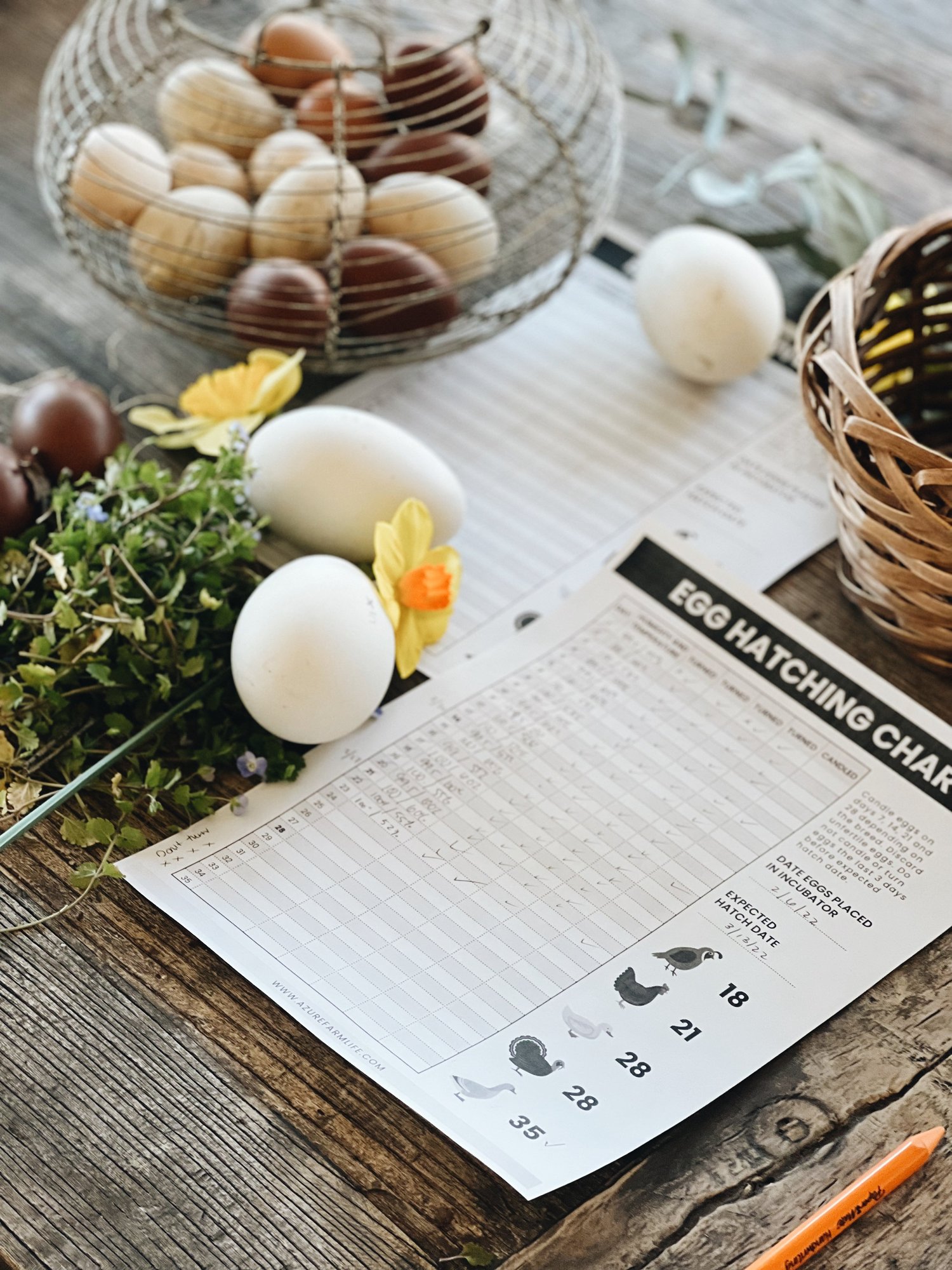 Free Egg Hatching Chart Helping You Keep Track of Your Eggs