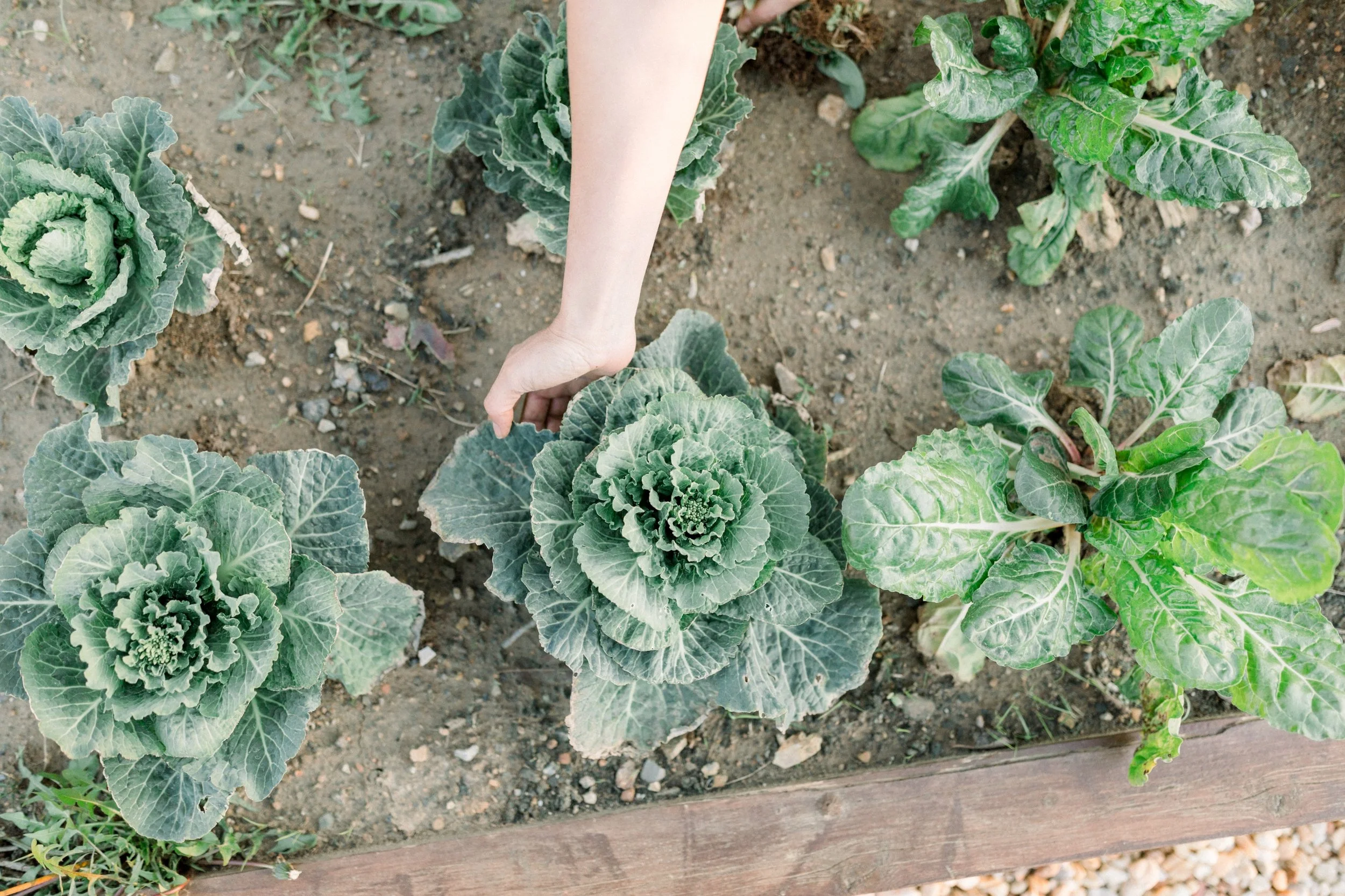 Latest Schedule to Plant Vegetables in Zone 7