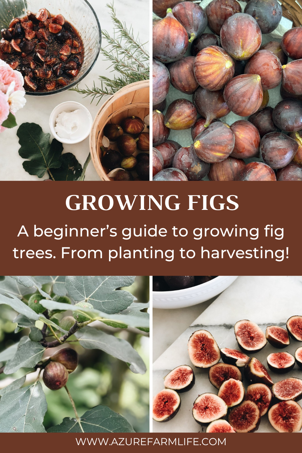 A Beginner's Guide To Growing Figs: From Planting To Harvesting