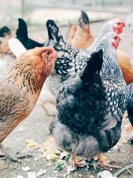 Choose the Best Chicken Breeds for Your Backyard - Azure Farm