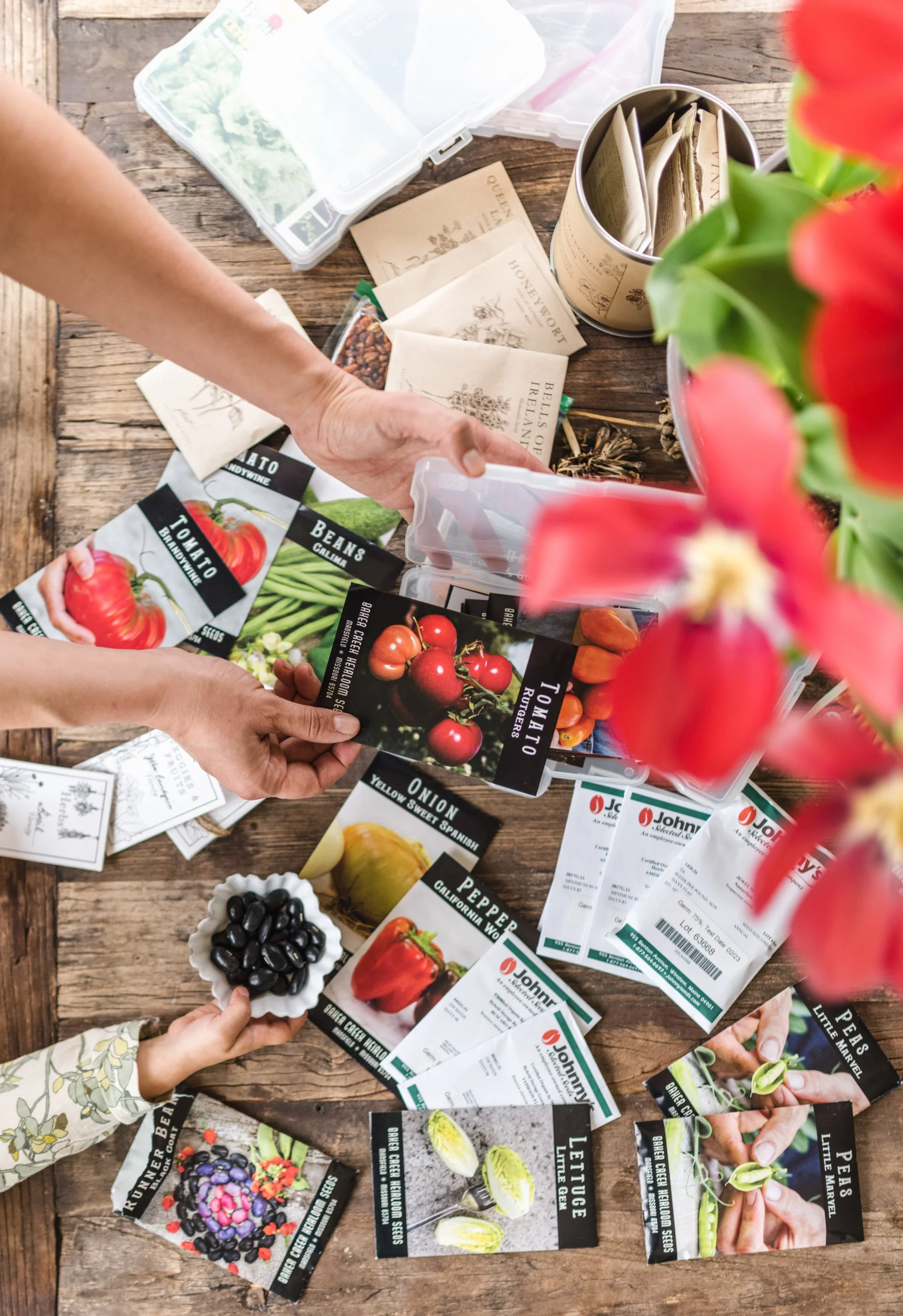 A Deep Dive Into Planting And Growing Healthy, Juicy Tomatoes