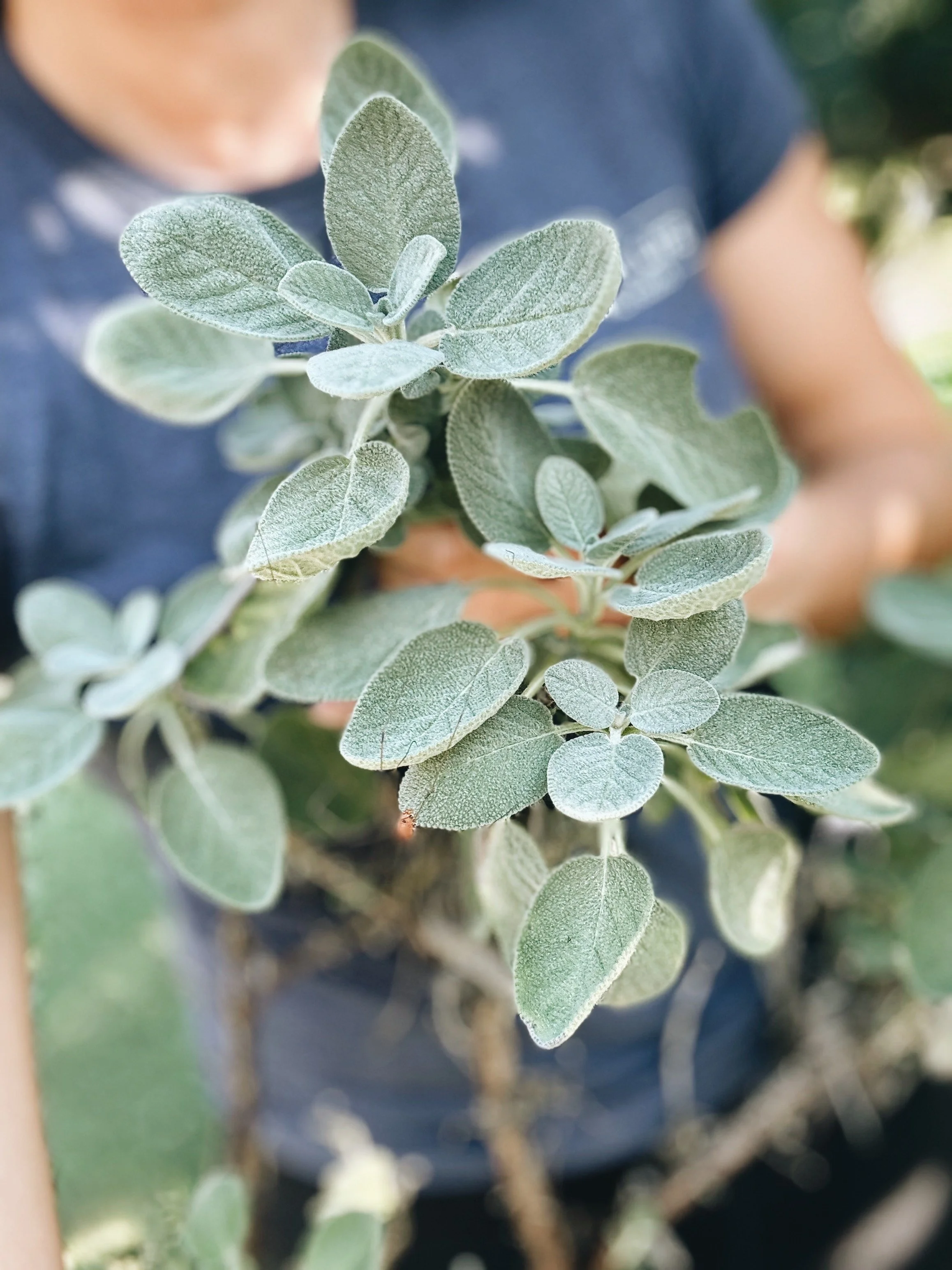 Your Guide To Growing Sage - A Hardy, Perennial Herb