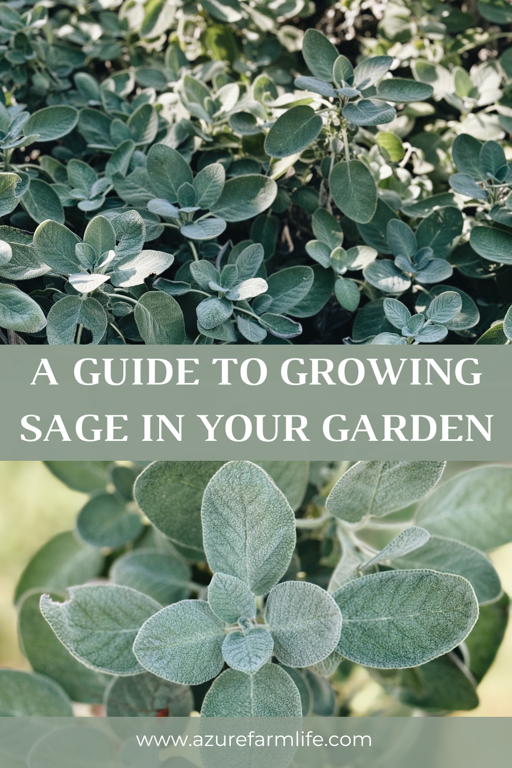 Your Guide To Growing Sage - A Hardy, Perennial Herb