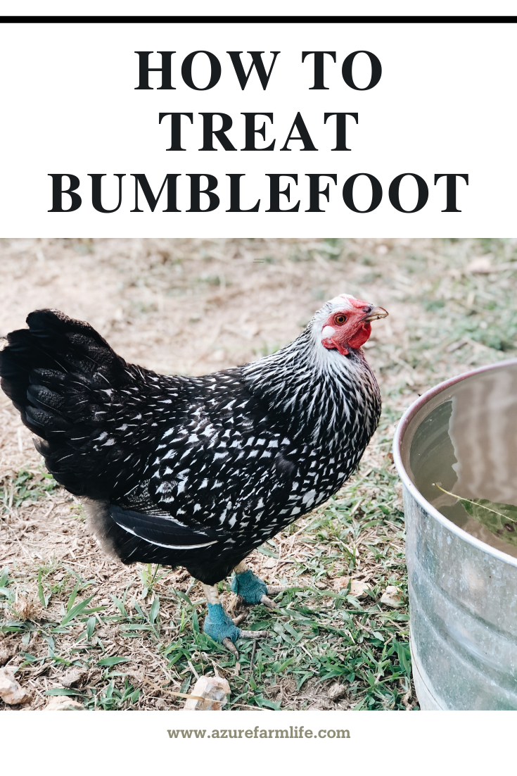 How To Treat Bumblefoot In Chickens - Azure Farm