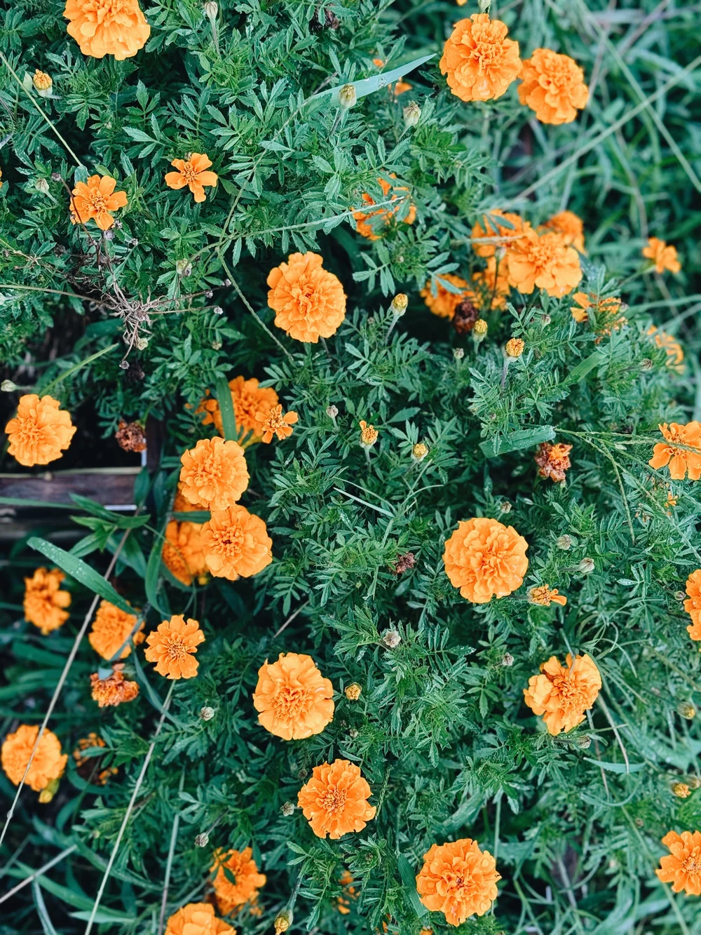Top Tips For Growing Marigolds From Seed at home