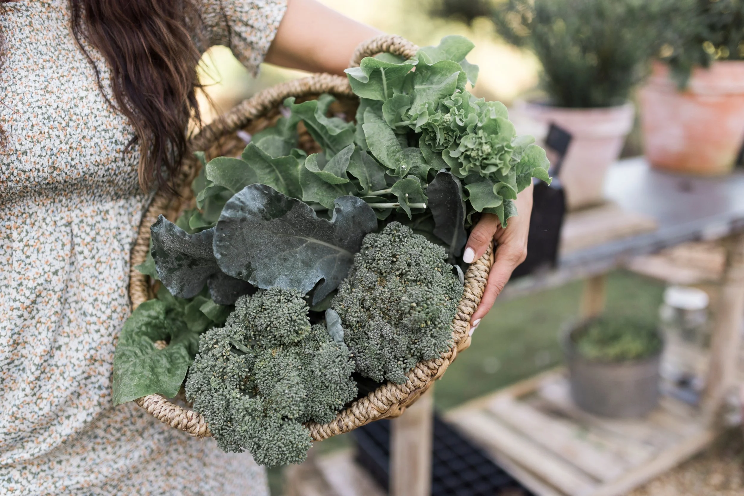 Understand when to Harvest Broccoli and How To Grow It Easily. - Azure Farm