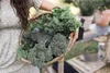 Understand when to Harvest Broccoli and How To Grow It Easily. - Azure Farm