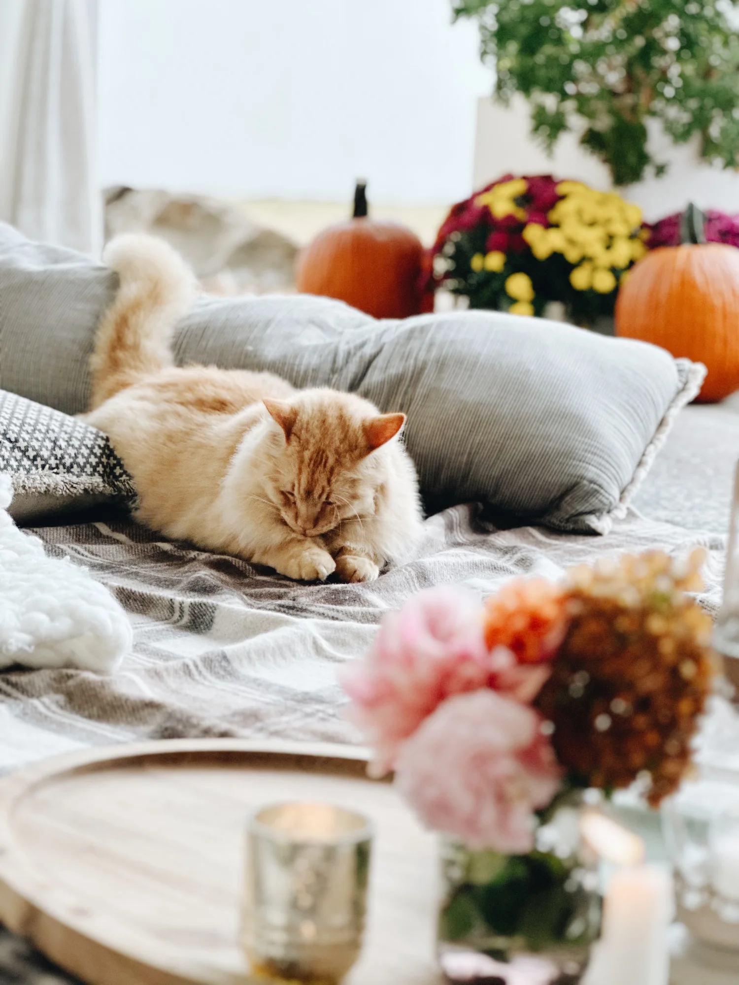 Best Ideas for Fall Picnic and Picnic Autumn