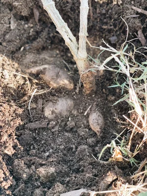 How to store dahlia tubers correctly in 6 easy steps