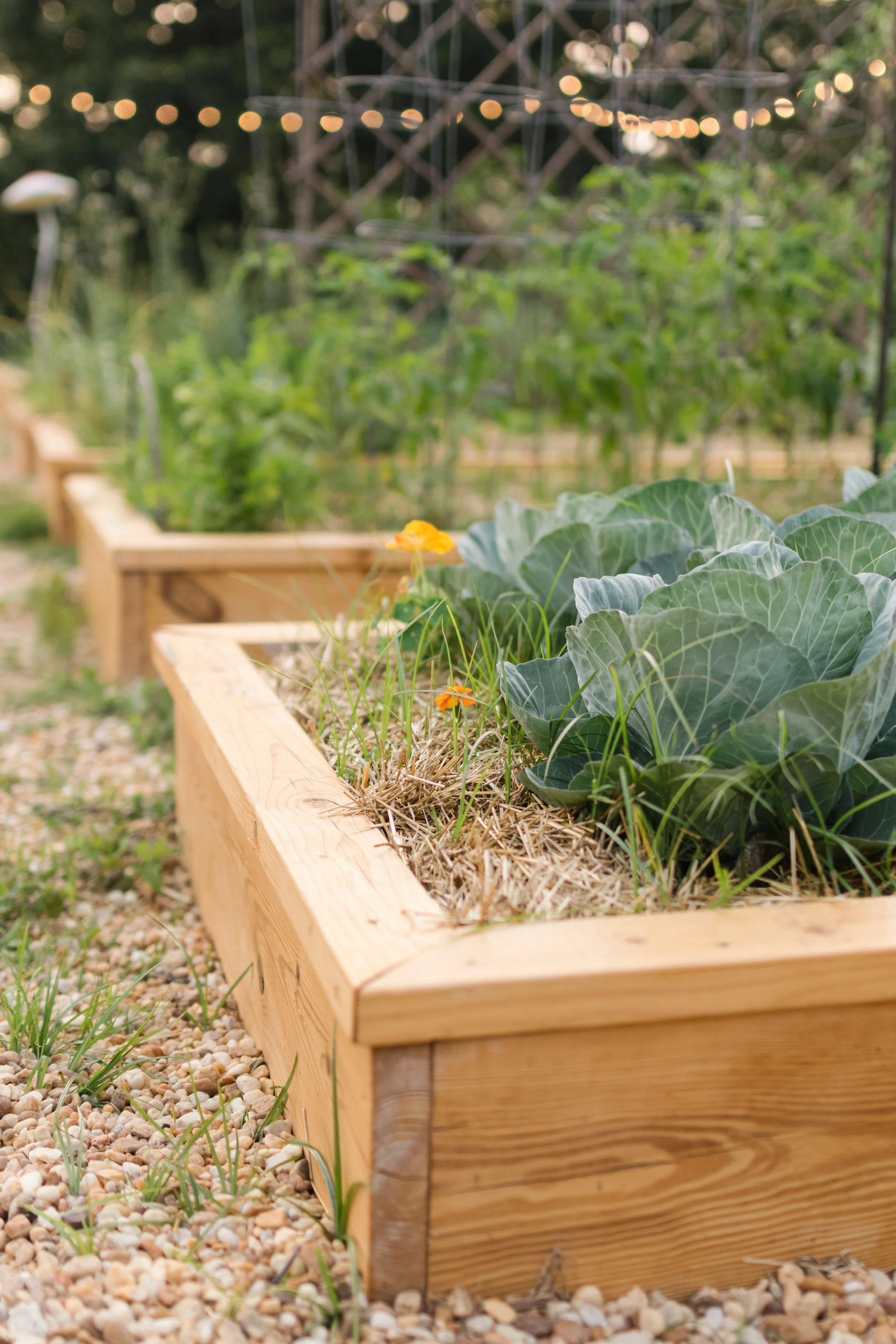 My Complete Guide to Growing Cabbage: From Seed to Harvest