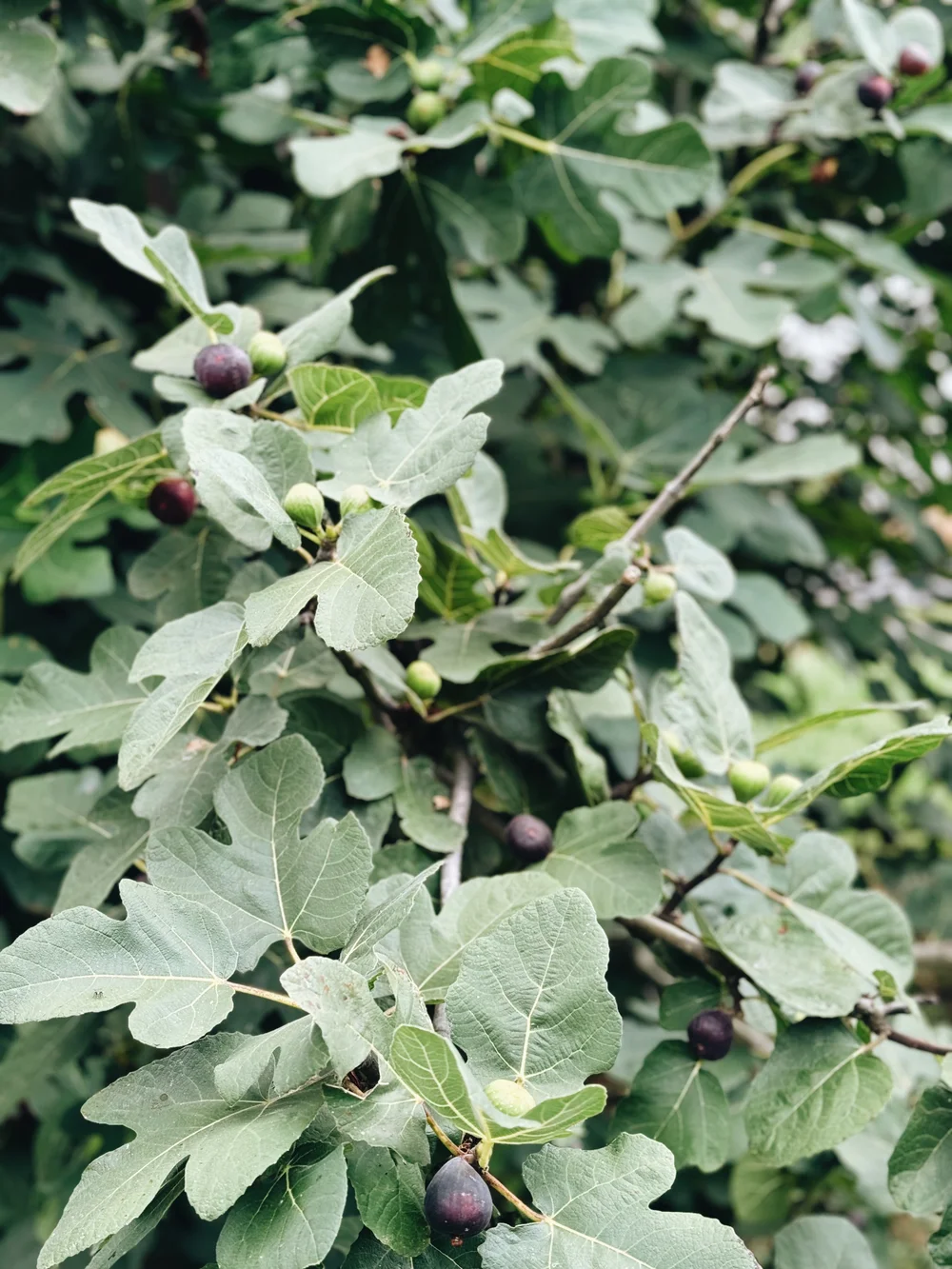 A Beginner's Guide To Growing Figs: From Planting To Harvesting