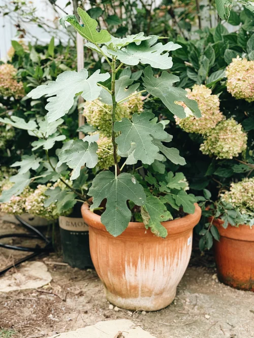 A Beginner's Guide To Growing Figs: From Planting To Harvesting