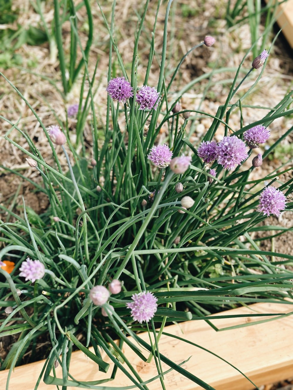 Growing Chives From Seed Or Bulbs: A Complete Beginner's Guide