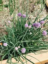 Growing Chives From Seed Or Bulbs: A Complete Beginner's Guide