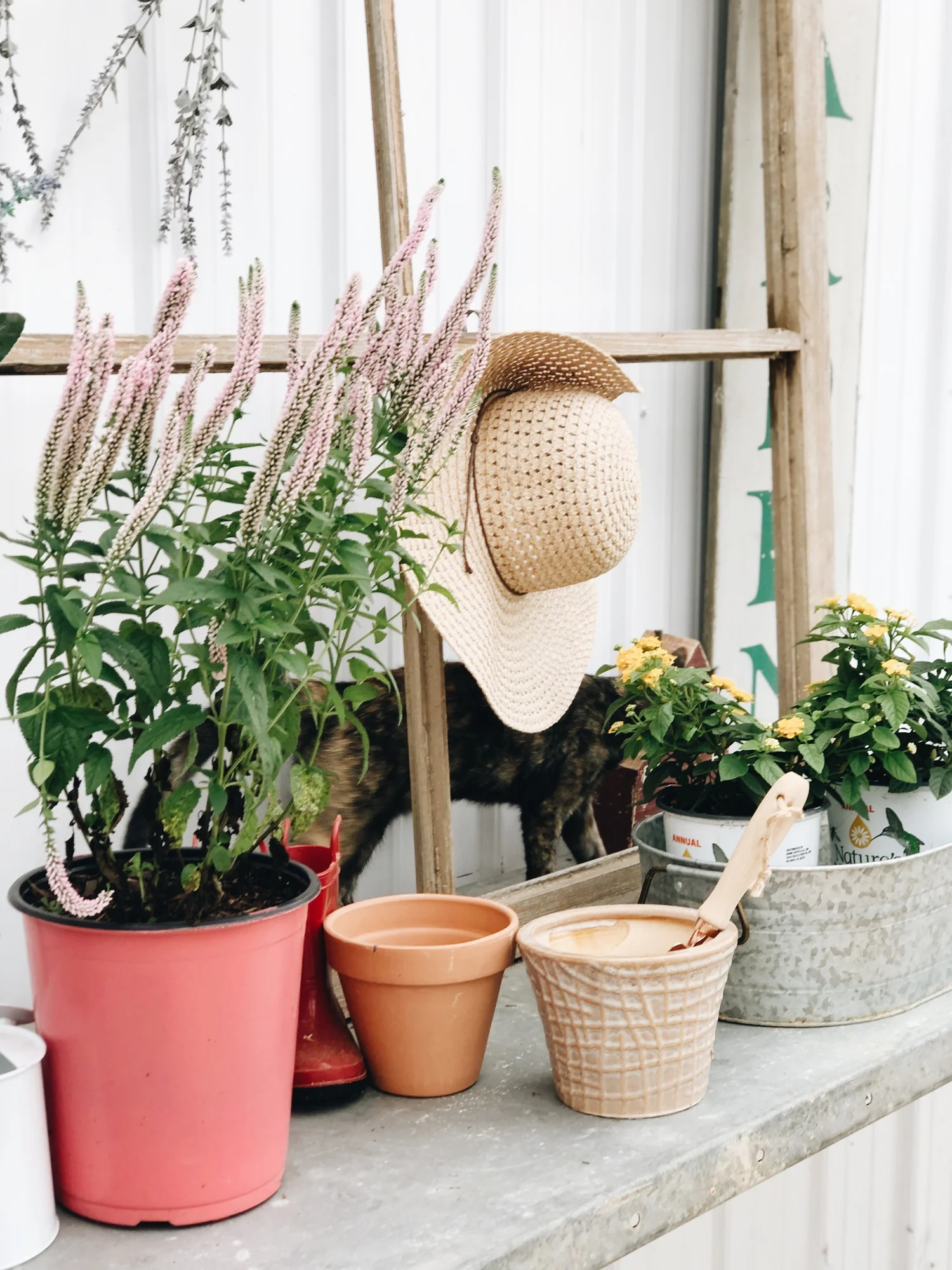 The Best Way to Grow Indoor Vegetables in a Garden - Azure Farm