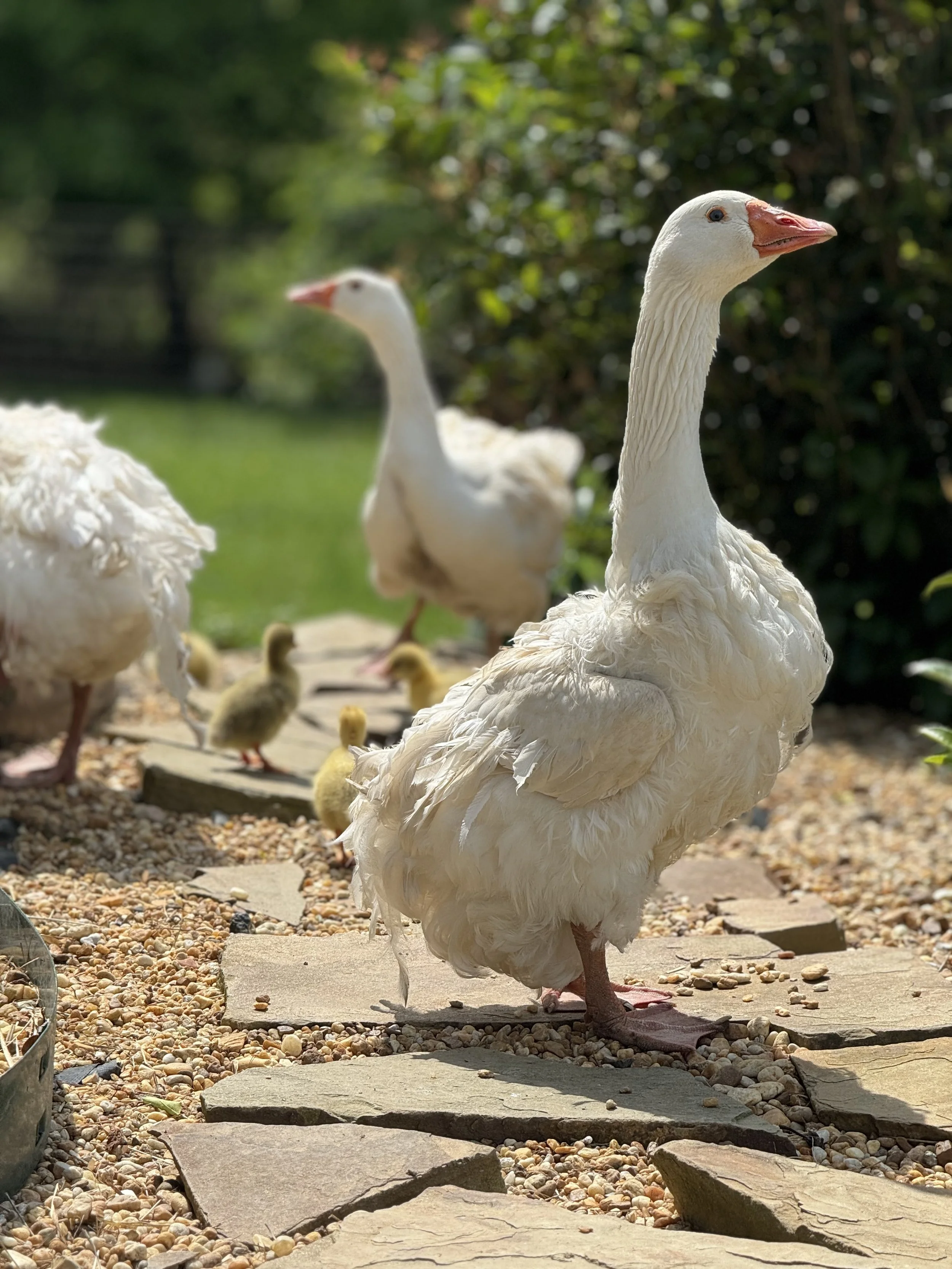 Raising Geese As a Beginner - All The Essentials To Know!