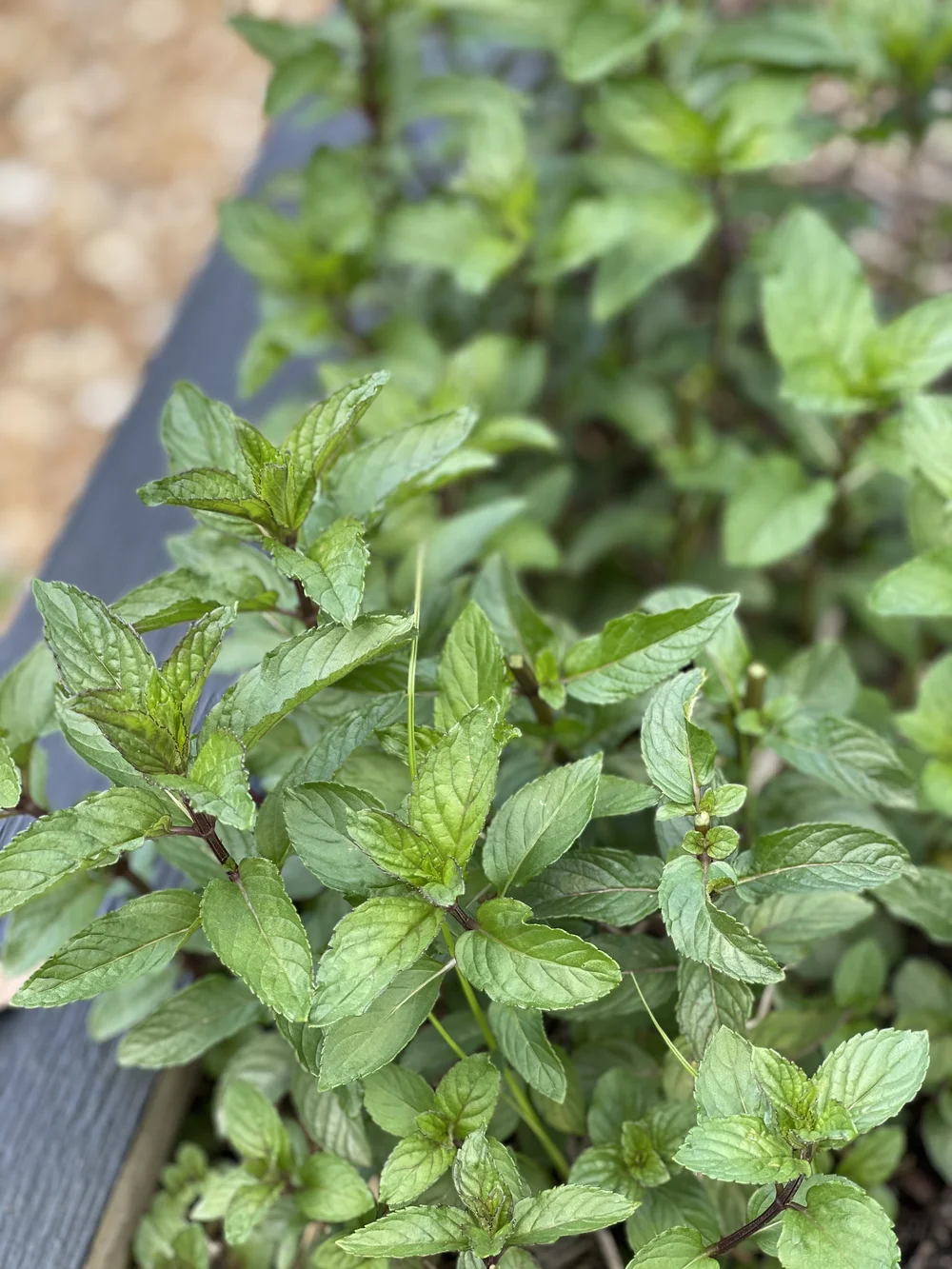 A Complete Guide To Growing Your Own Mint - Azure Farm