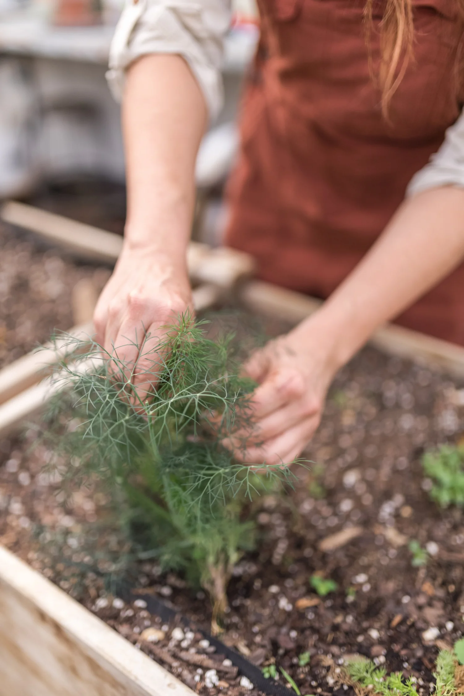 Growing Herbs: All The Essentials To Know To Get You Started! - Azure Farm